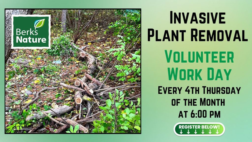 Volunteer Invasives Removal - Grow Together