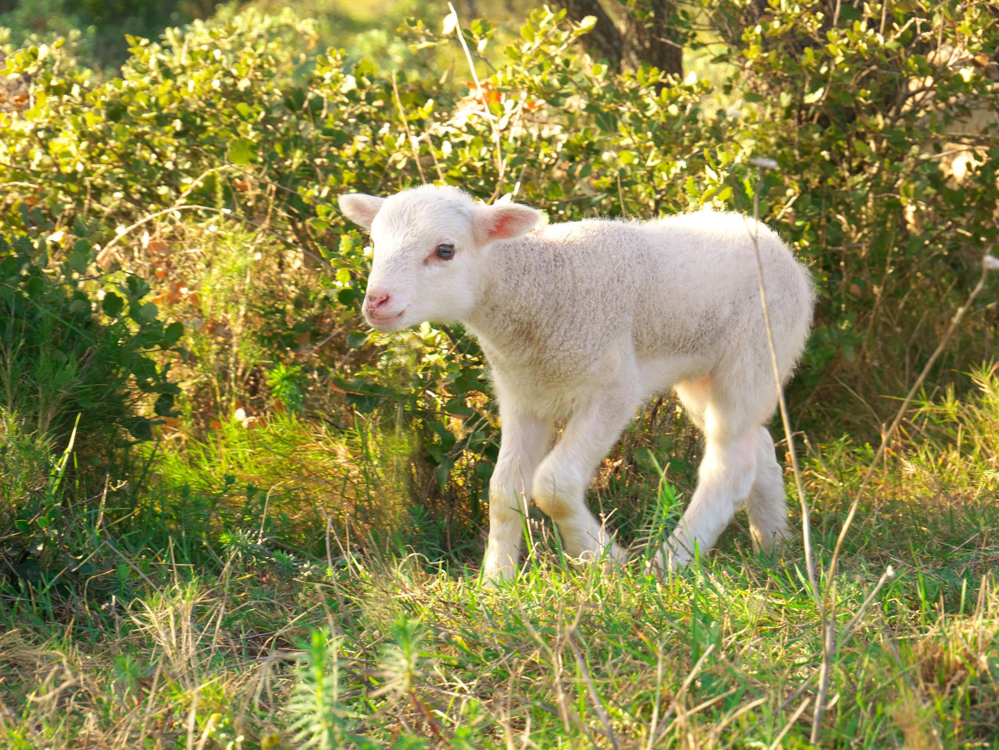 Improving the Quality of Lamb - Grow Together