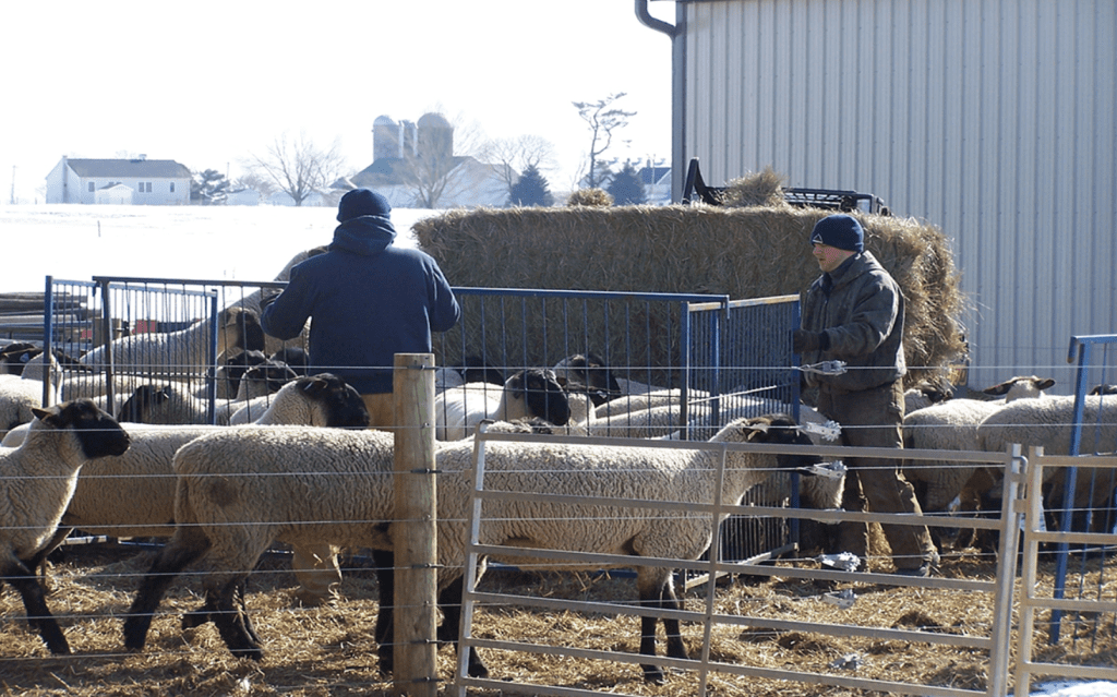 Designing Efficient Feeding and Handling Facilities for Sheep and Goats ...