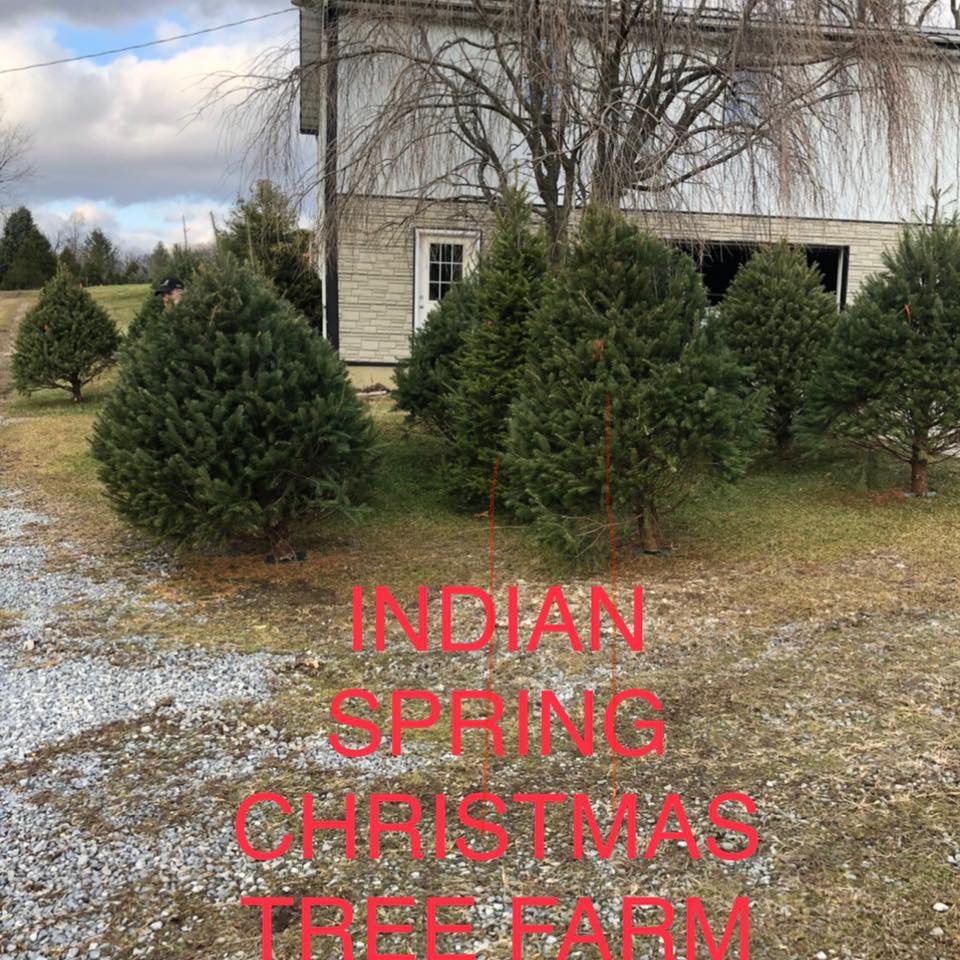 Indian Spring Christmas Tree Farm - Grow Together