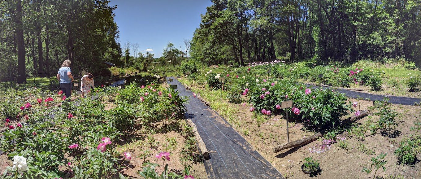 Of the Woods, Hydrangea and Peony Farm - Grow Together