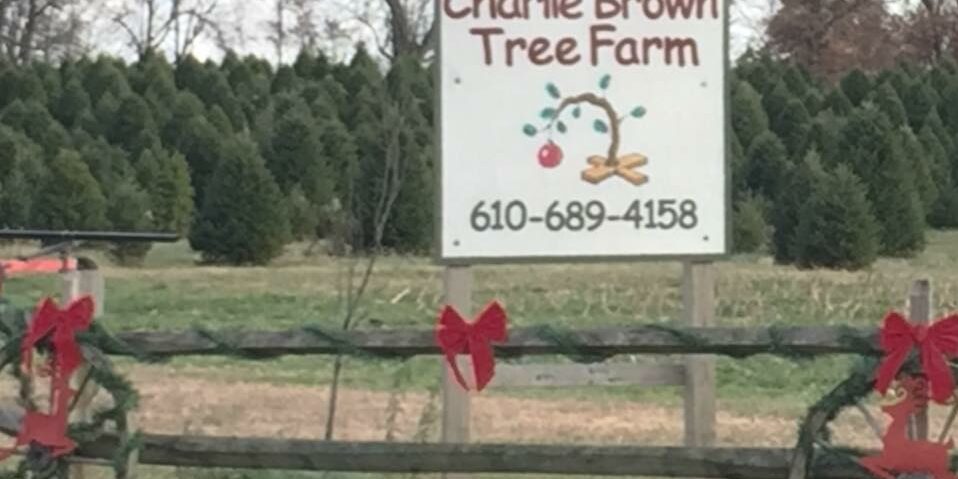 Charlie Brown Tree Farm - Grow Together
