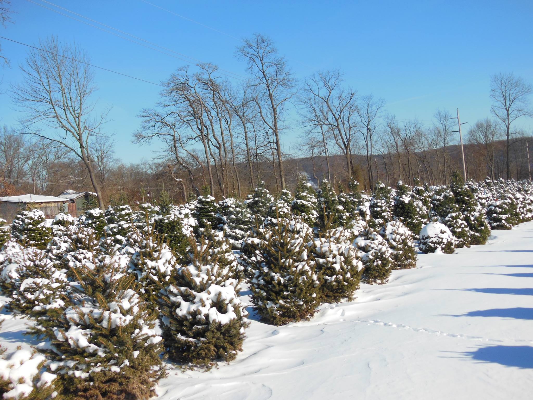 Perseverance Tree Farm - Grow Together