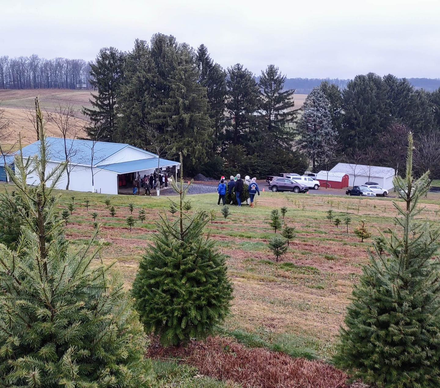 Werley's Christmas Tree Farm - Grow Together