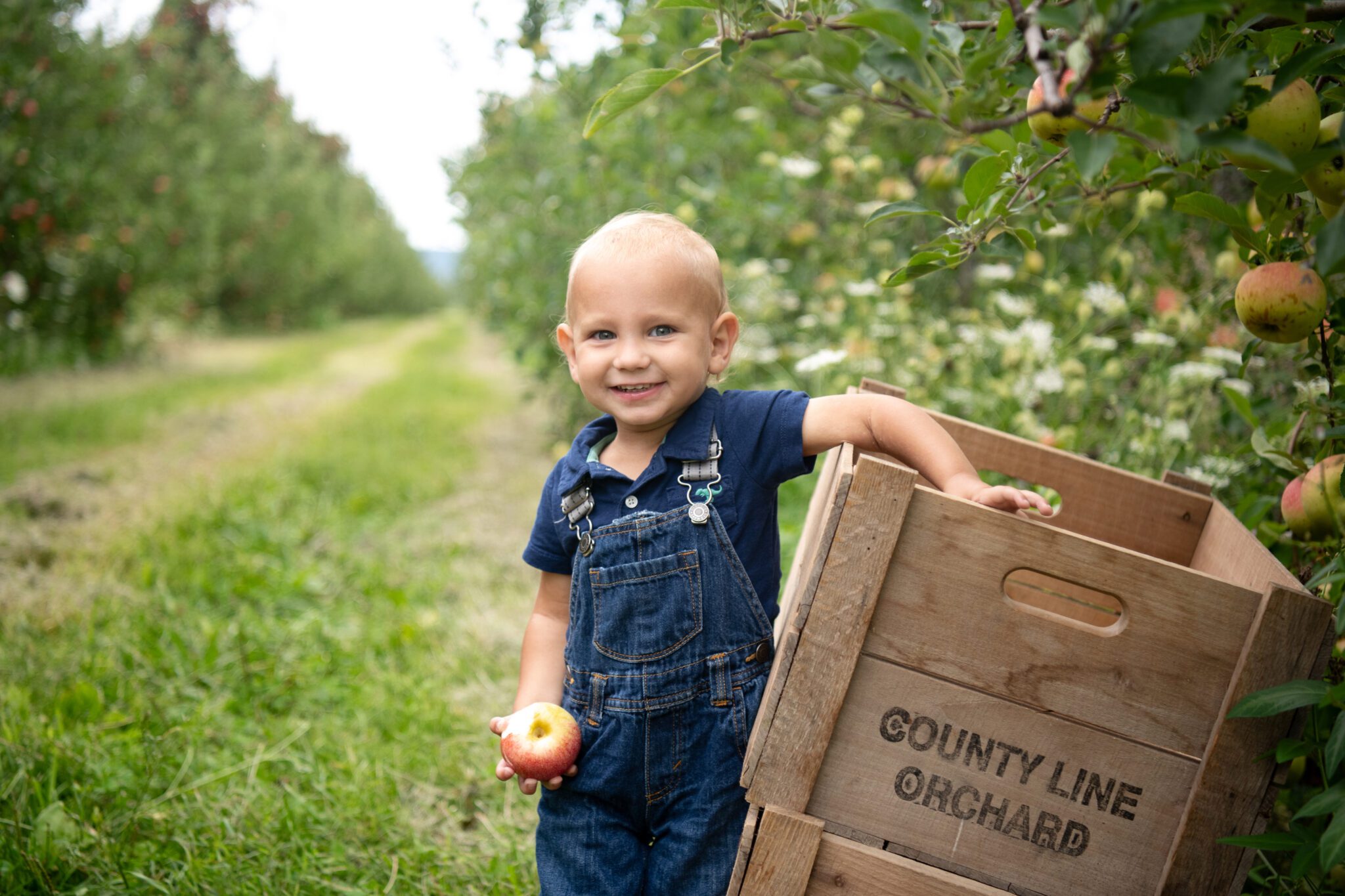 Pick Apples this Fall at County Line Orchard - Grow Together