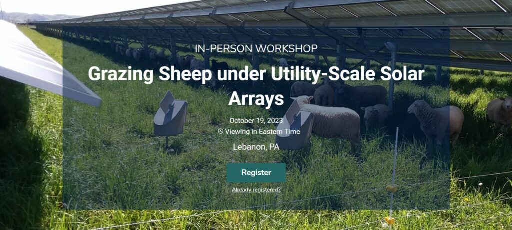 Grazing Sheep under Utility-Scale Solar Arrays - Grow Together