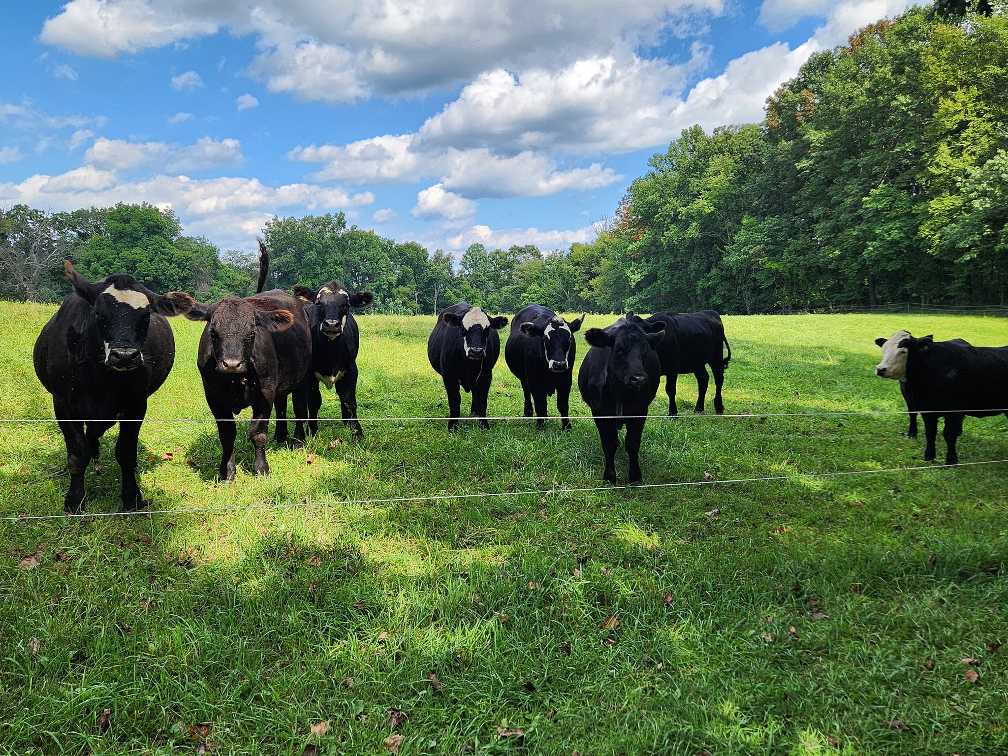 Bull Run Beef - Grow Together