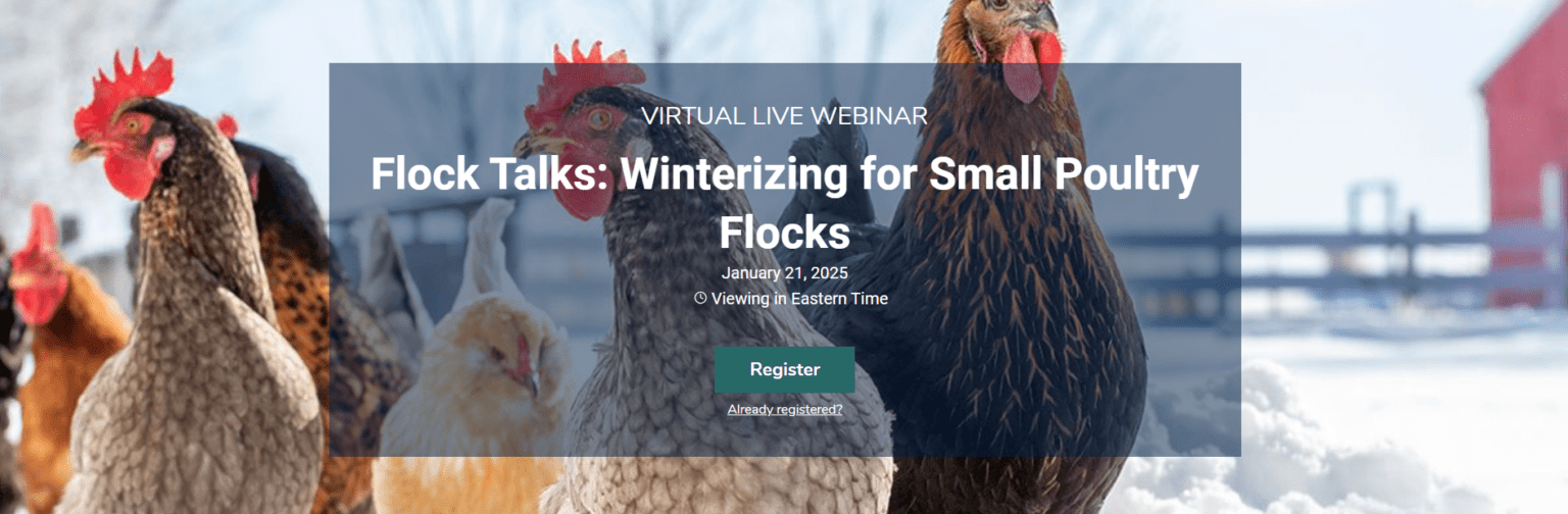 Flock Talks: Winterizing for Small Poultry Flocks - Grow Together