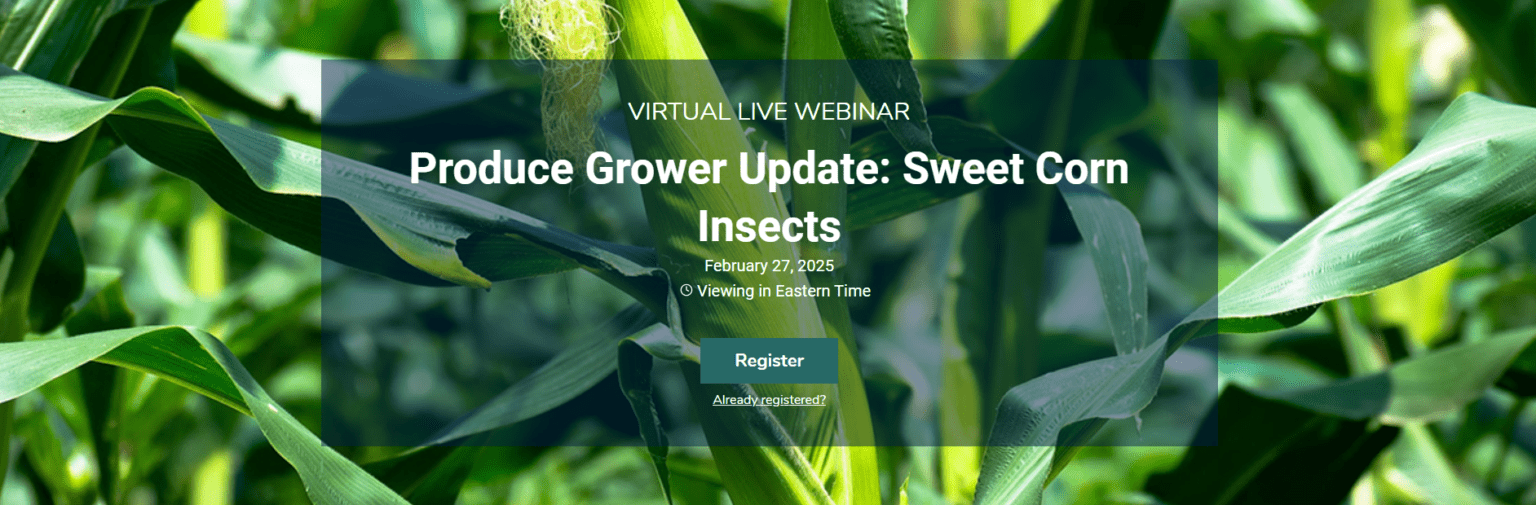 Produce Grower Update: Sweet Corn Insects - Grow Together