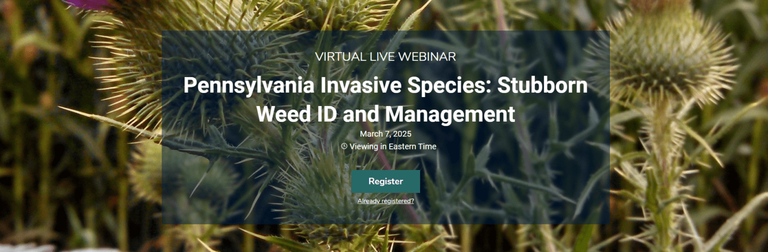 Pennsylvania Invasive Species: Stubborn Weed ID and Management - Grow ...